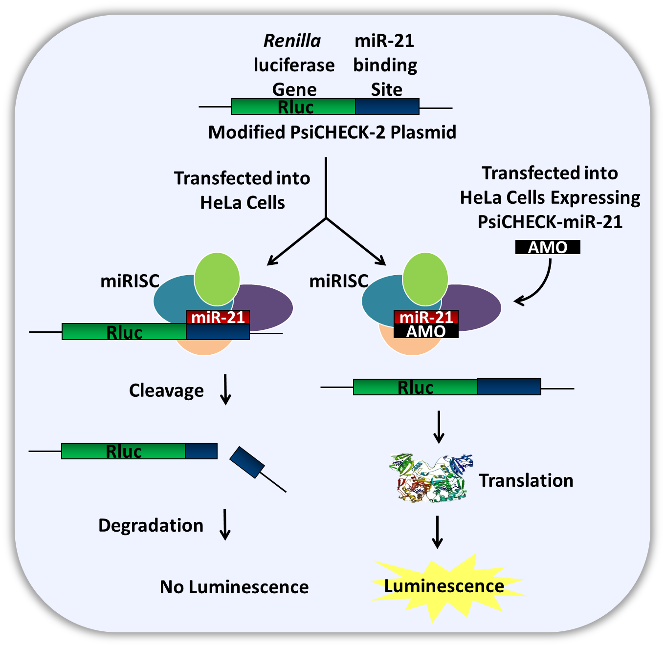 Inhibiting miRNAs using antisense oligonucleotides