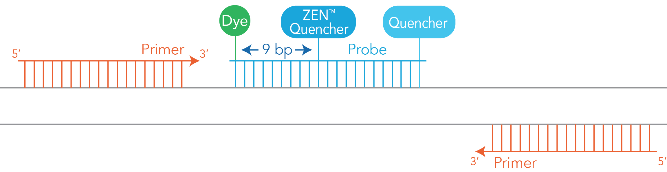 PrimeTime qPCR Probes
